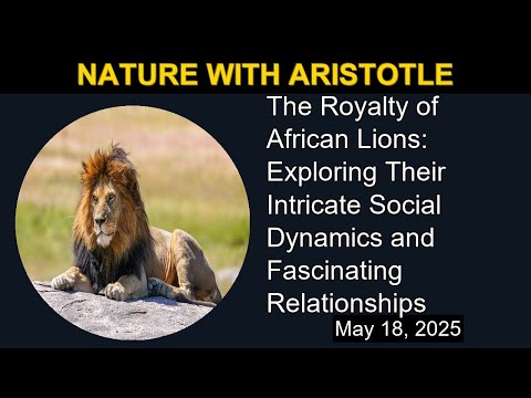 The Royalty of African Lions: Exploring Their Intricate Social Dynamics and Fascinating Relations...
