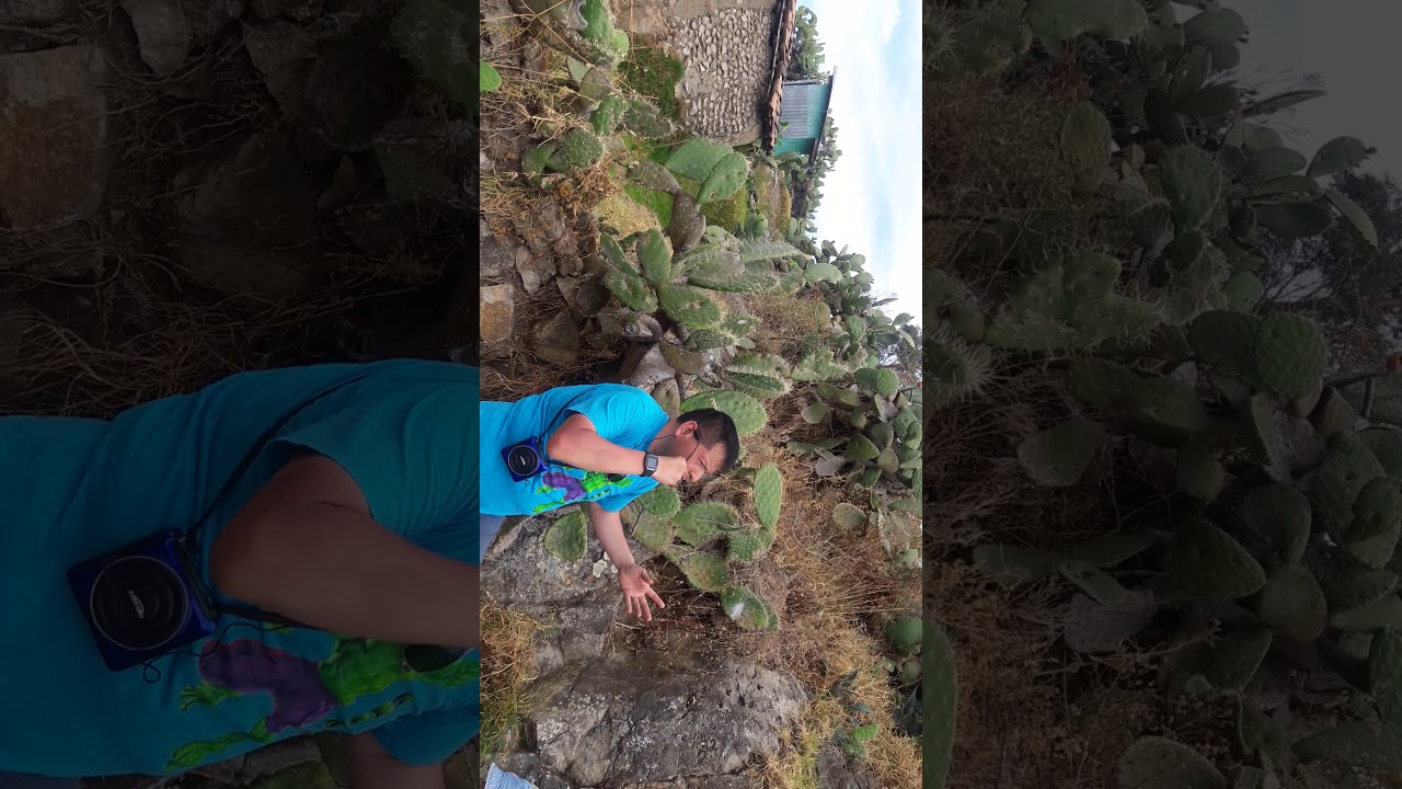 La estructura de un cactus