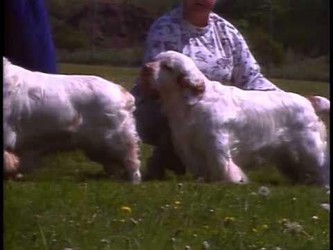 Clumber Spaniel - AKC Dog Breed Series