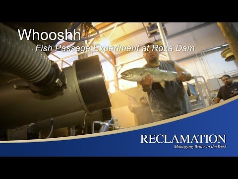 Whooshh: Fish Passage Experiment at Roza Dam — Reclamation – Coyote Gulch