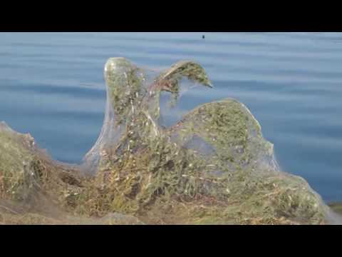 Giant Spider Web in Greece 2018