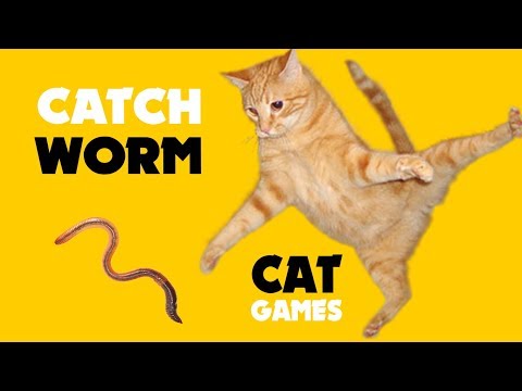 Games for cat β
Catching WORM on screen