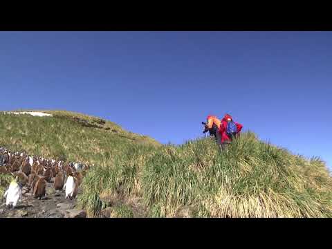 Tourists observing King Penguin rookery amongst Tussac grass
