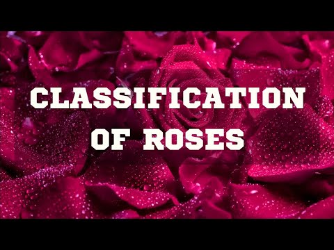 CLASSIFICATION OF ROSES | DIFFERENT TYPES OF ROSES |ROSE VARIETIES | ROSE SPECIES | ROSA |ROSE PLANT