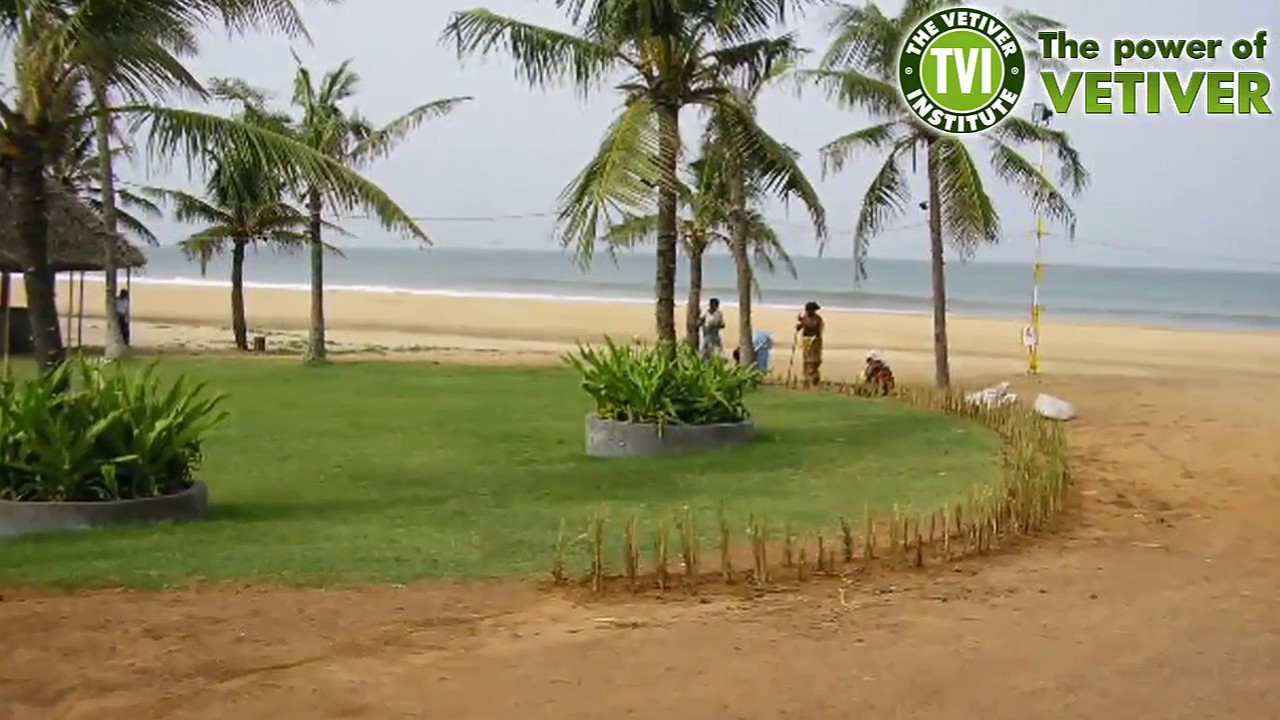 The Vetiver Network - TVNI
