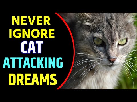 Cat Attack Dream Meaning | Dream About Cat Attacking | Cat Attack in Dream Interpretation
