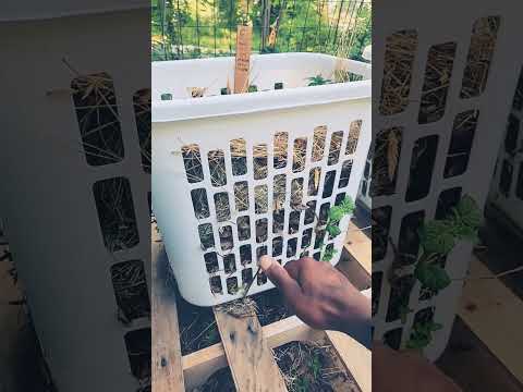 Potato Basket: Grow a Bumper Crop of Potatoes with this Brilliant Hack! #shorts