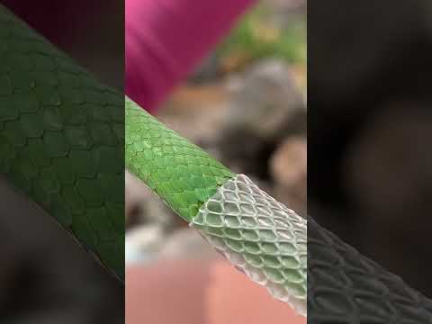 Satisfying Green Snake Shedding!