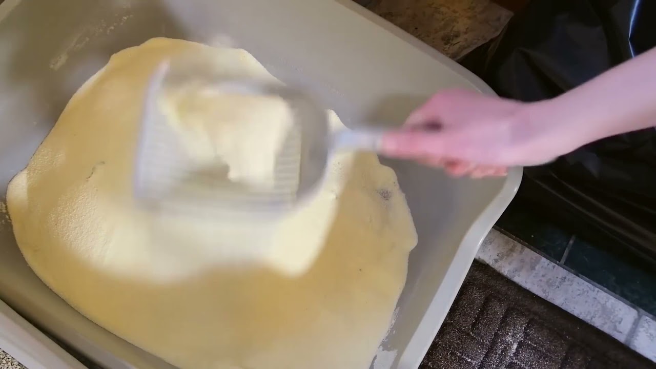 Sustainably Yours Multi-Cat Plus Cat Litter Review (We Tried It)