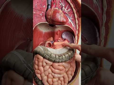 Where is the pancreas? #anatomy