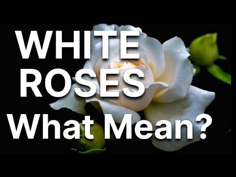What does a white rose represent? What Does It Mean When You're Gifted White Roses?