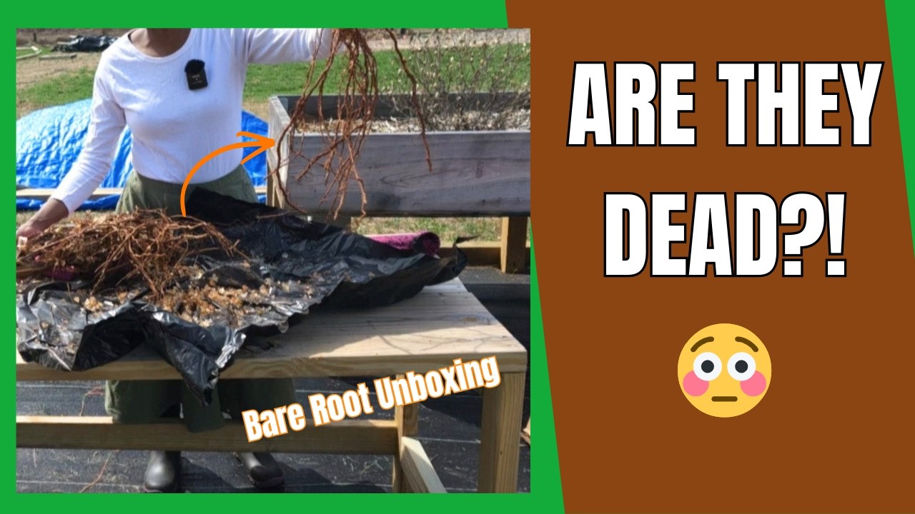 Our FIRST Willis Orchard Order! 🍇 Bare Root Unboxing + How to Revive & Check If Plants Are Alive