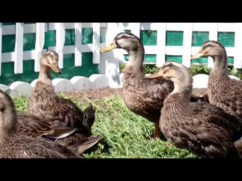 PART 5 - The Duck(ling) Adventure Series - Rouen Ducks Maturing 4K - How to tell Male from Female