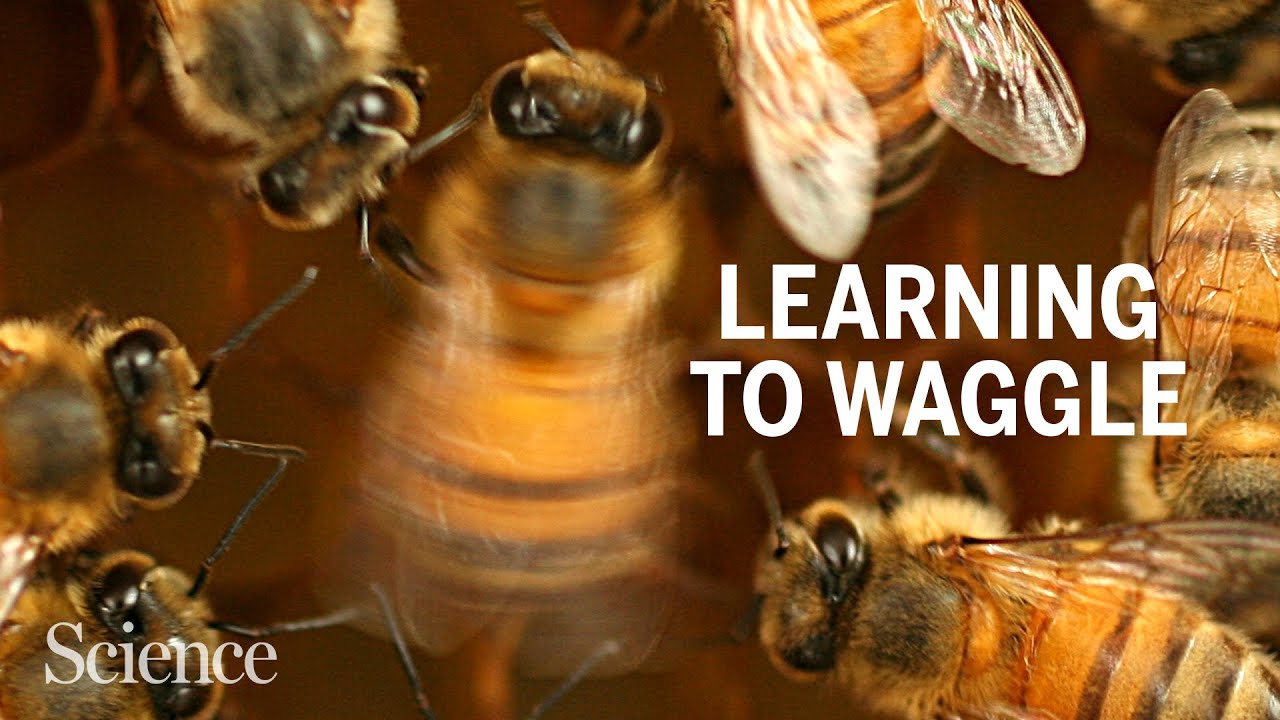 Honey bees perfect their waggle dances by learning from elders