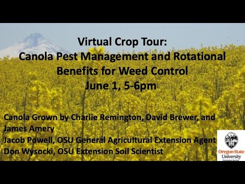 Virtual Canola Crop Tour