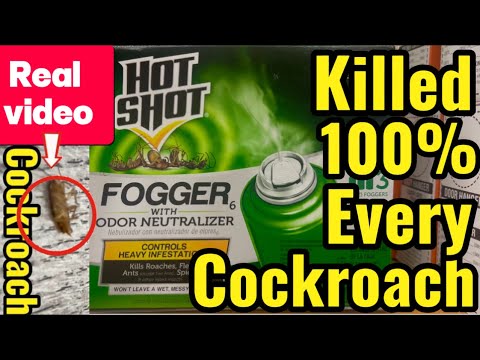 Real Video killed 100% Every CockroachGreat Deals at Home Depot - Give me One SUBSCRIBE pls thanks