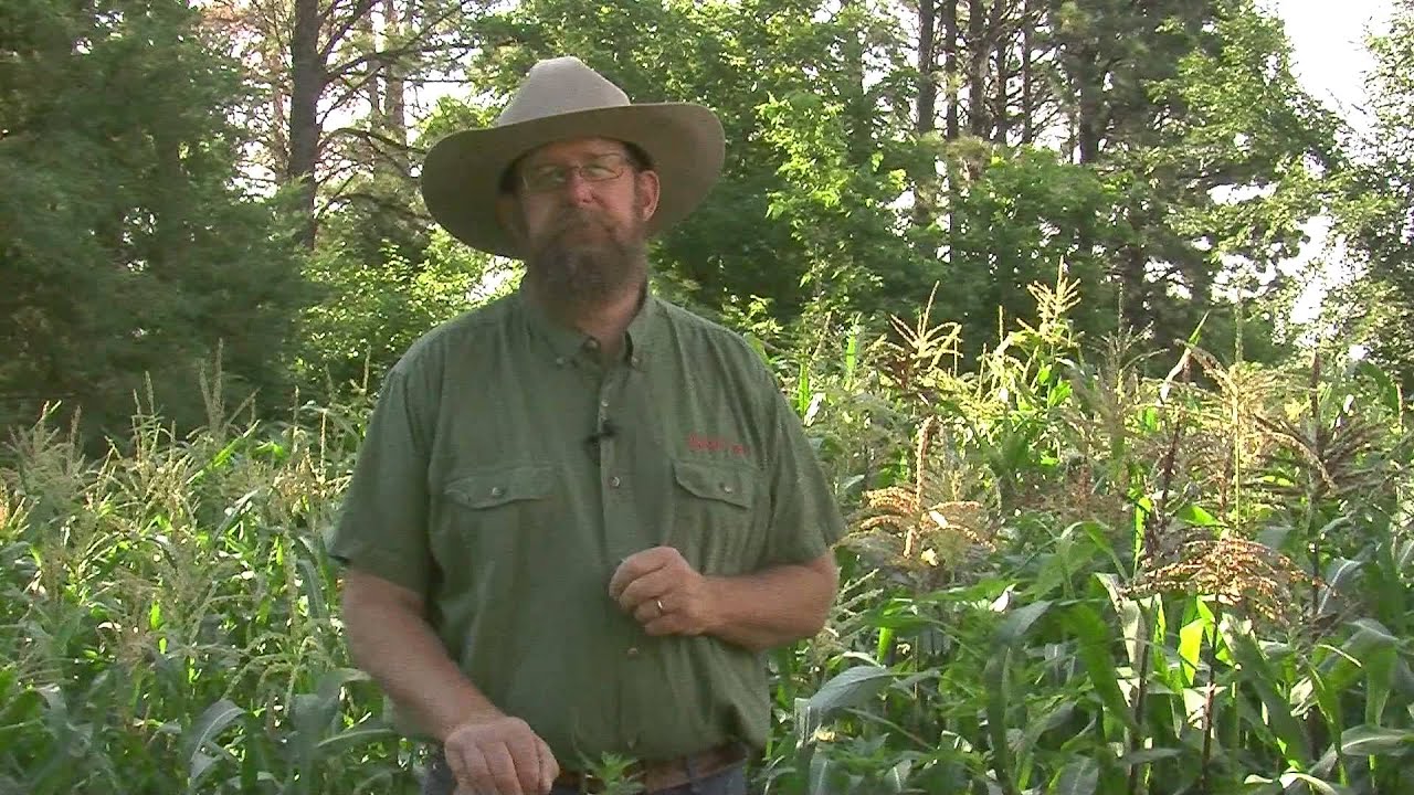 Protecting Your Backyard Chickens from Predators -- MOTHER EARTH NEWS