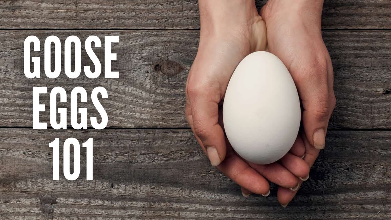 Goose Eggs 101 – Everything You Should Know