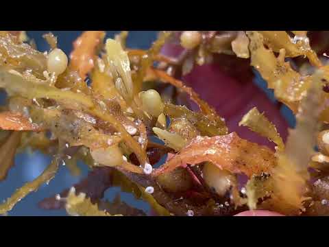 Sargassum Seaweed