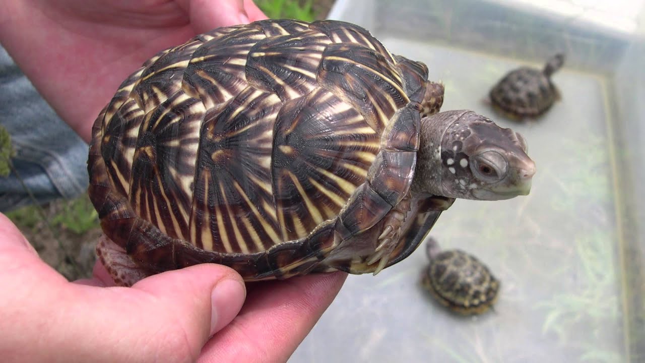 Ornate Box Turtle (Terrapene ornata)