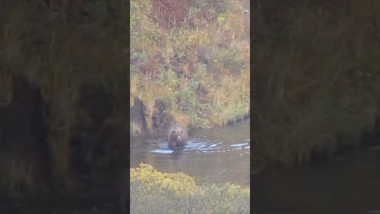 The biggest brown bears in Alaska! Where’s the biggest? Kodiak Island, or Alaska Peninsula? #alaska