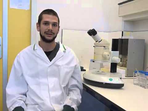 Feedback Control of Gene Expression Variability in the Caenorhabditis elegans Wnt Pathway