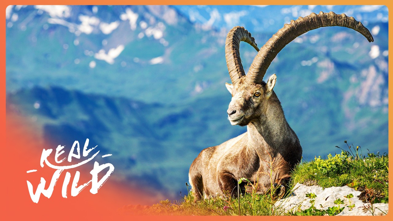 Alpine Ibex: Acrobats On The Rocks | 4K