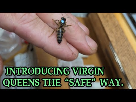 Introducing Virgin Queens. The slower less risky method.