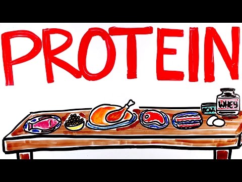 What is Protein? How Much Protein to Build Muscle?