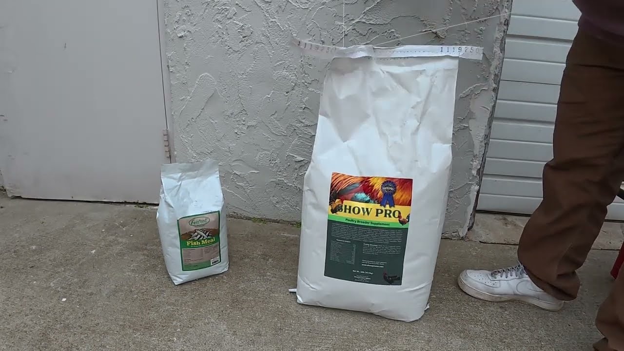 Show Pro Breeder Supplement vs Fish Meal — Side-by-Side Comparison (Unedited Test)
