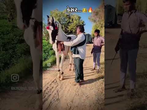 filly Kesar Sire By-Legendary Stallion SHIVRAJSEKRAWALA #horse#sansansehorhorse#equestrianjourney#