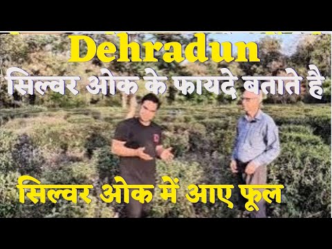 Silver Oak treeसिल्वरओक पेड़ किस किस काम आता है #neem #tree #teagarden #dehradunvlogs #shorts #trend