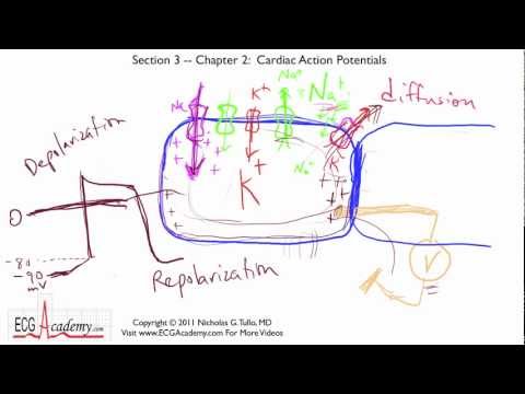 Cardiac Action Potentials 3-3 - ECG / EKG Interpretation -- BASIC