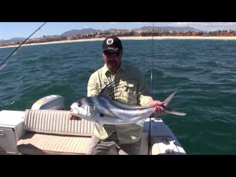 FISH IN A MINUTE: CABO ROOSTERFISH BLITZ