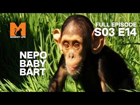 Bart's Popular | Season 3 Episode 14 | Full Episode | Monkey Life
