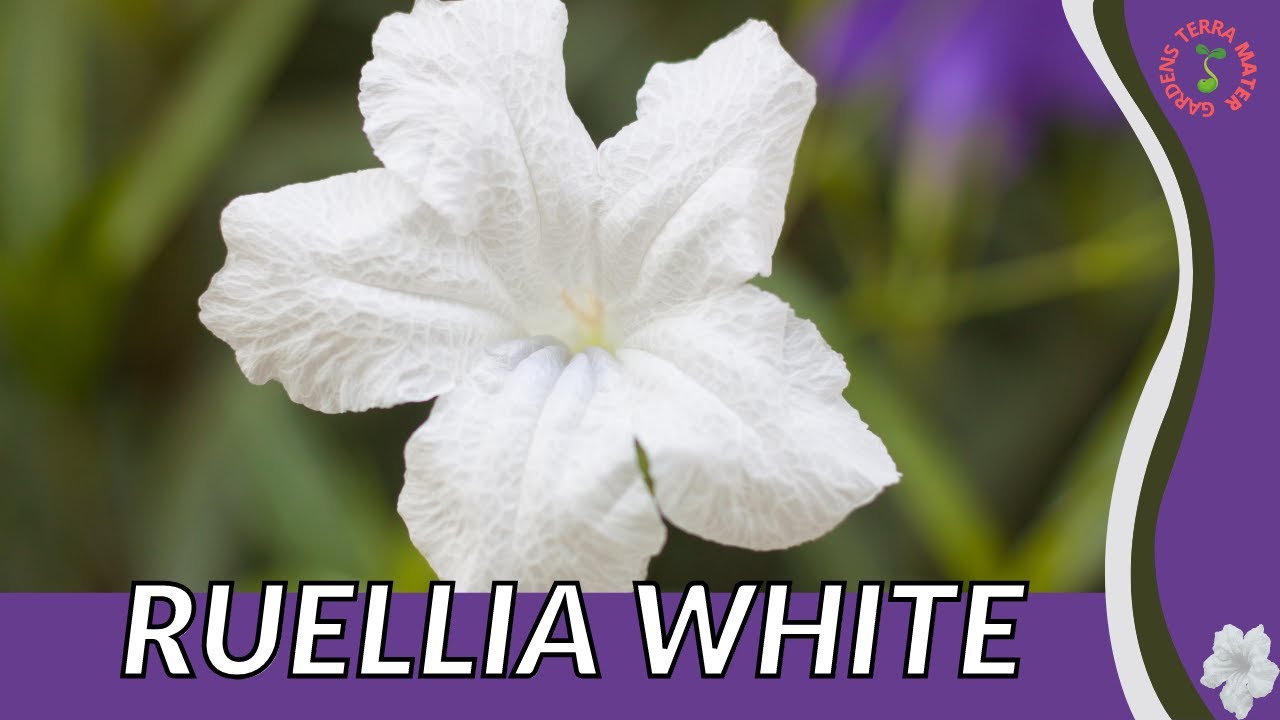 RUELLIA WHITE 