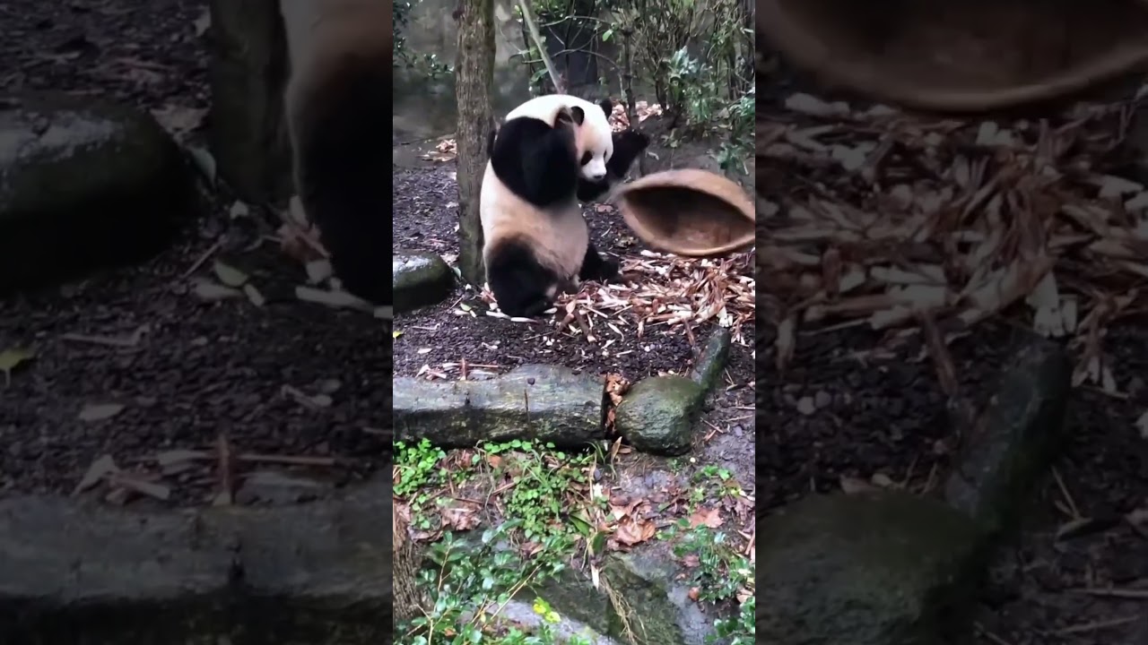 Panda’s being Clumsy #panda #joy #nature