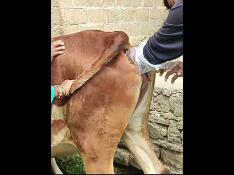 Cattle Ai #veterinaryclasses #vet #animalhealth #vets #animal #animaldoctor #respect #animalmedicin