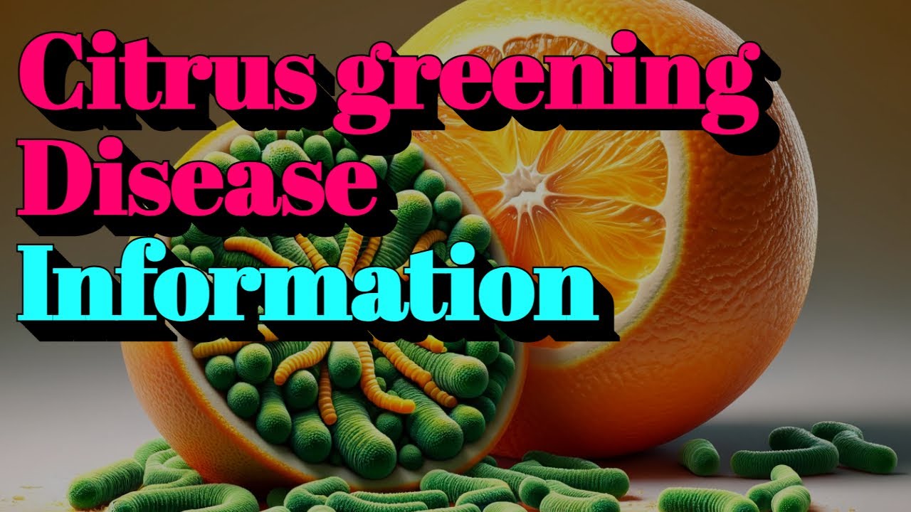 Citrus greening Disease Information (🔬Plant diseases)