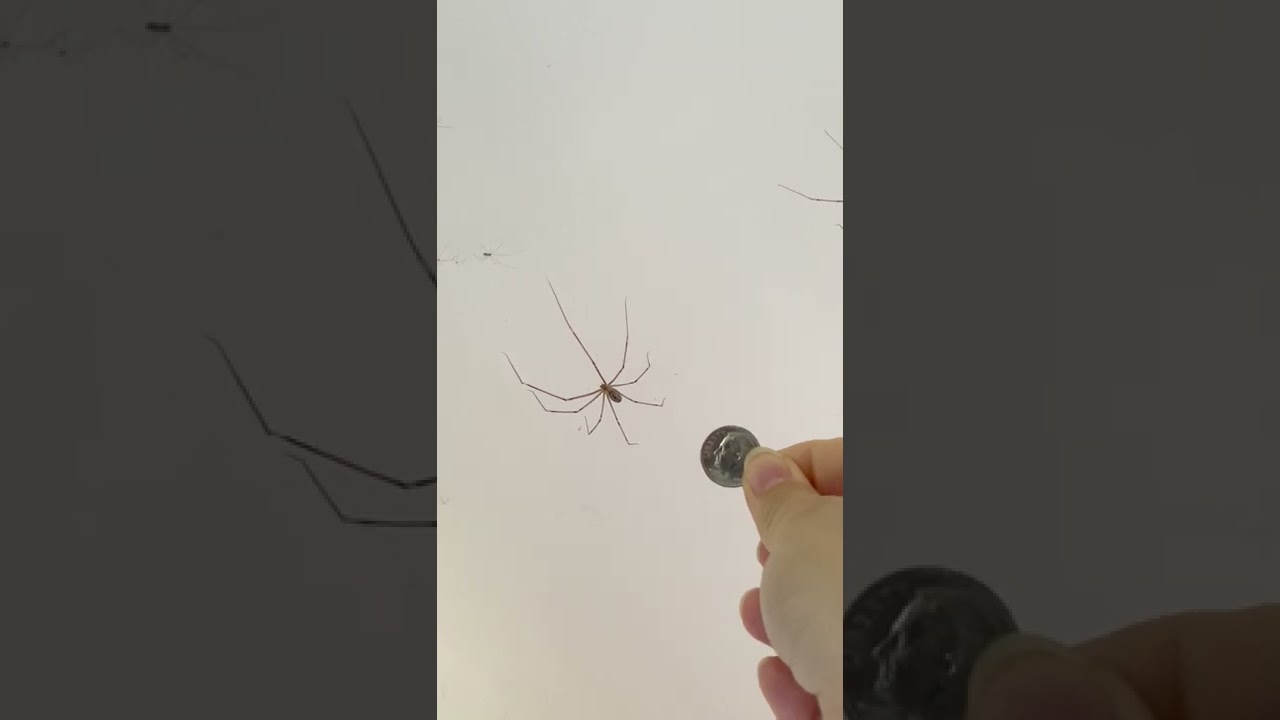 GIANT DADDY LONG LEGS Spiders