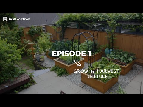 Lettuce: Grow your own salad with cut-and-come-again greens