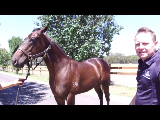 Bloodstock listing - ANOTHER VANCOUVER OR ASTERN? STALLION PROSPECT BY ...