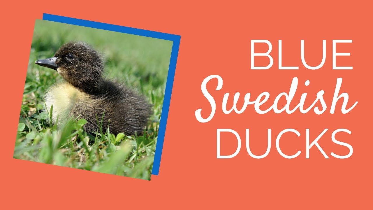Blue Swedish Ducks | Chickens For Backyards