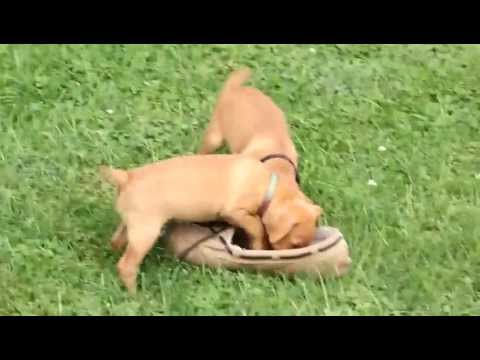 Miniature Pinscher Puppies For Sale