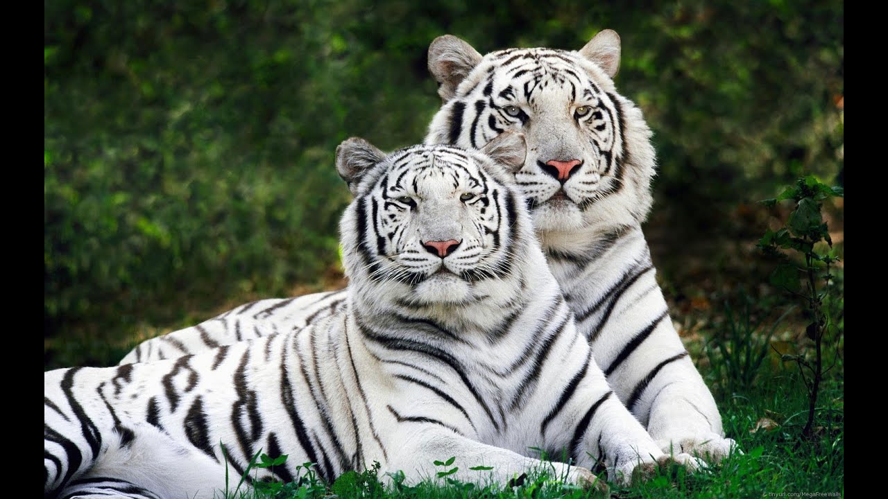 Amazing White Tigers :-  Playing Amazingly with Friends and Nature