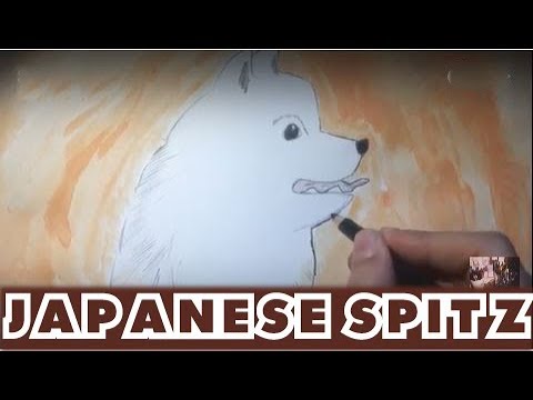 How to Draw Video #19: JAPANESE SPITZ – The Ian Su Today