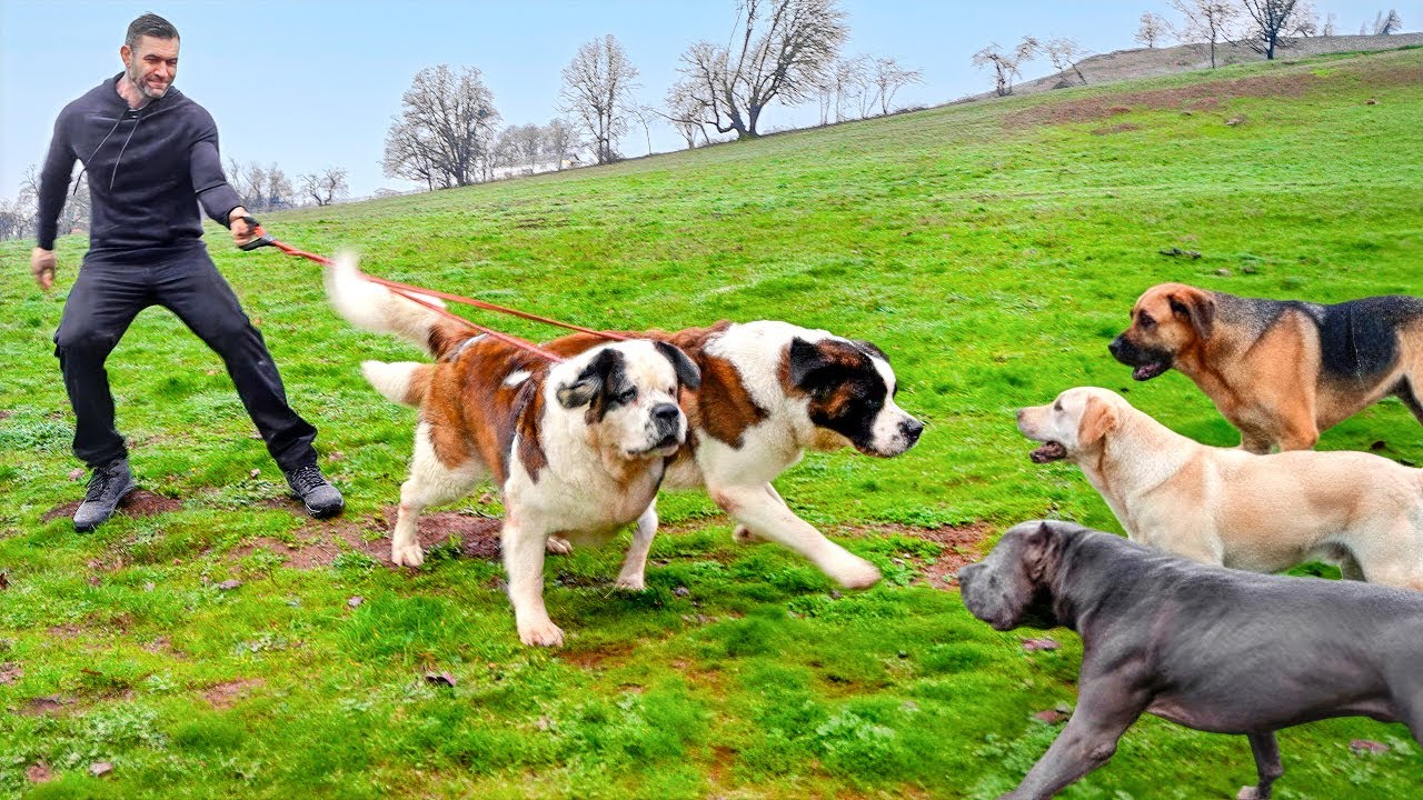 These St. Bernards Have Been Isolated For Years