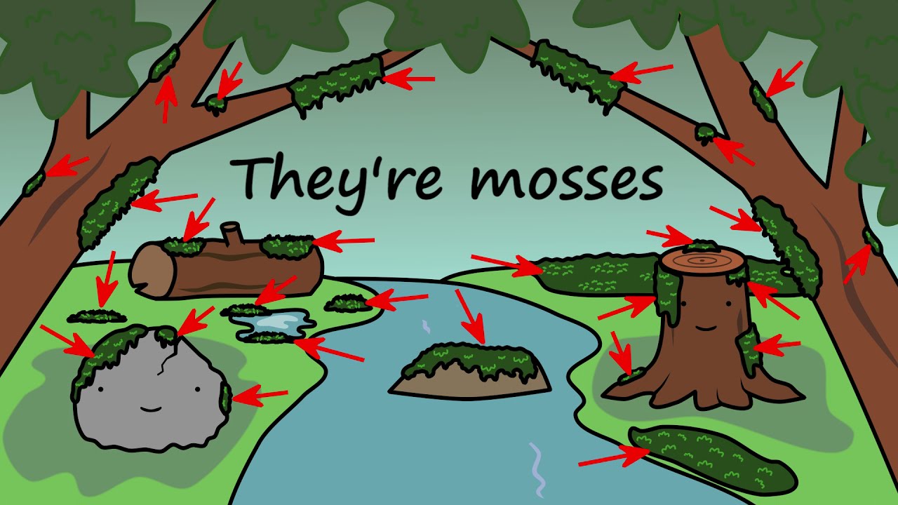 Mosses by Peter Weatherall