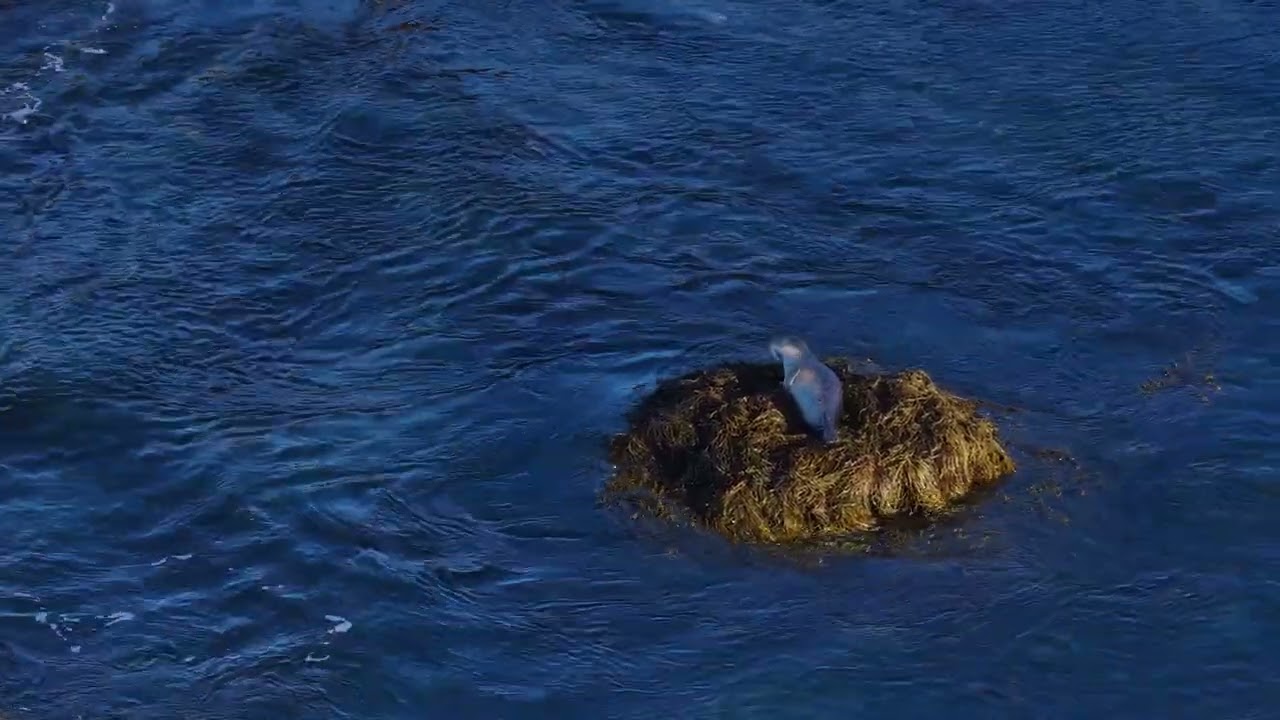 Harbor Seal Resting on Seaweed Rock