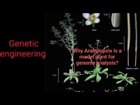 Arabidopsis : model plant for genome analysis#pyq#geneticengineering#bscbiotech#kumaununiversity_pyq